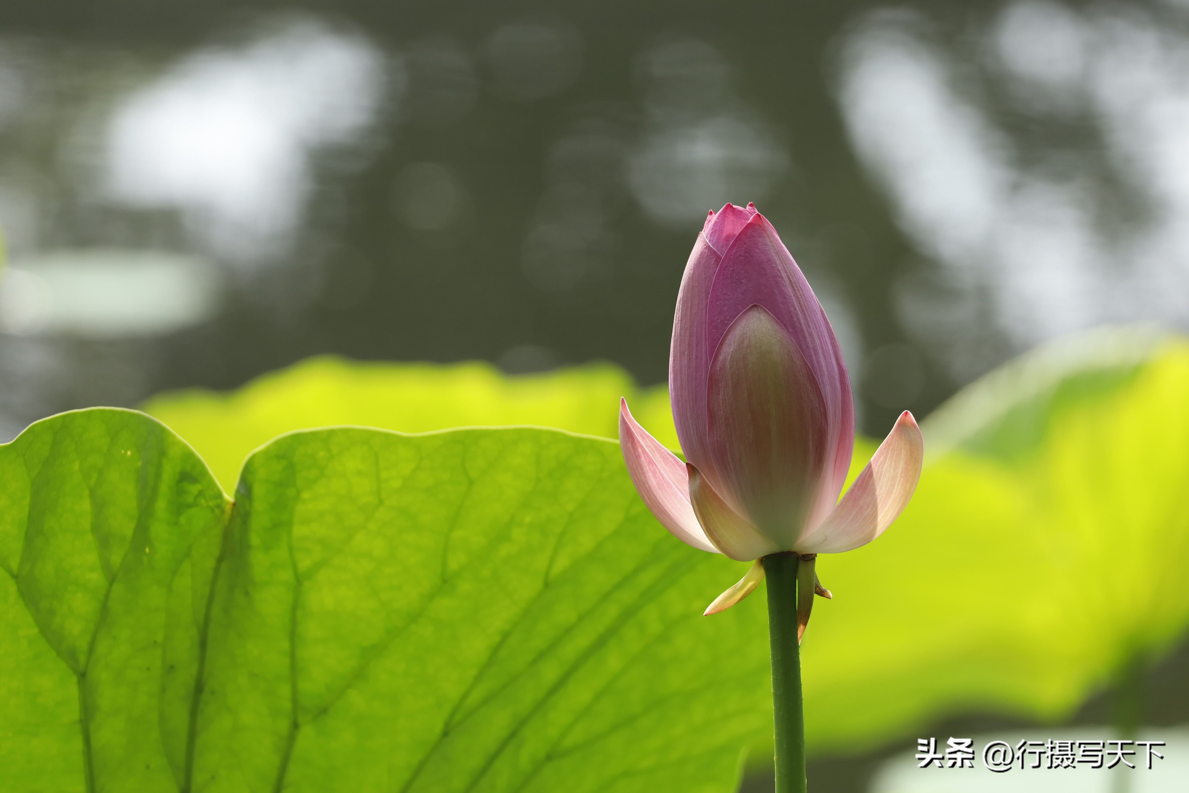 Civilian lens to shoot lotus - iNEWS