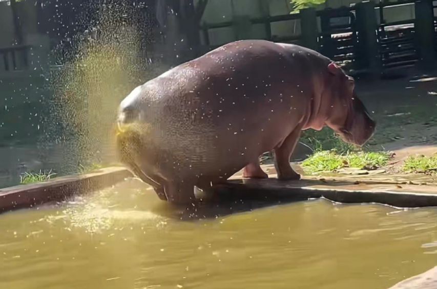 How terrible is hippo poop? Thousands of fish are suffocated to death ...