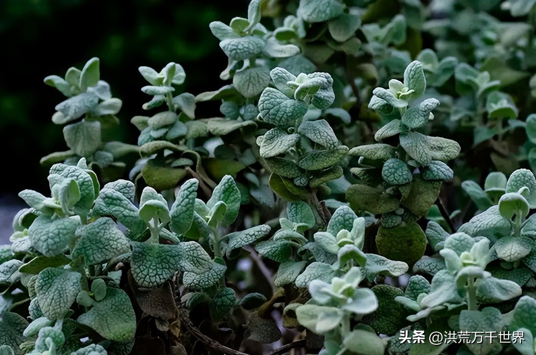 Characteristics of xerophyte leaves - iNEWS