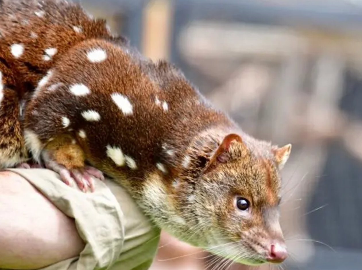 How hard is it for animals to reproduce offspring?The quoll goes crazy ...
