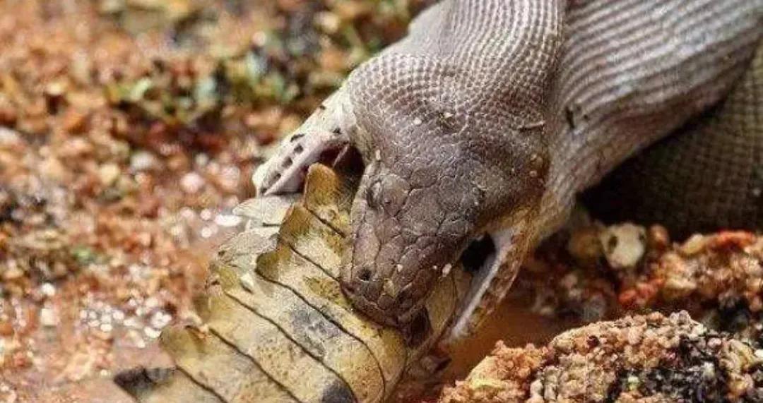 How Snakes Swallow Food Bigger Than Their Heads - iNEWS