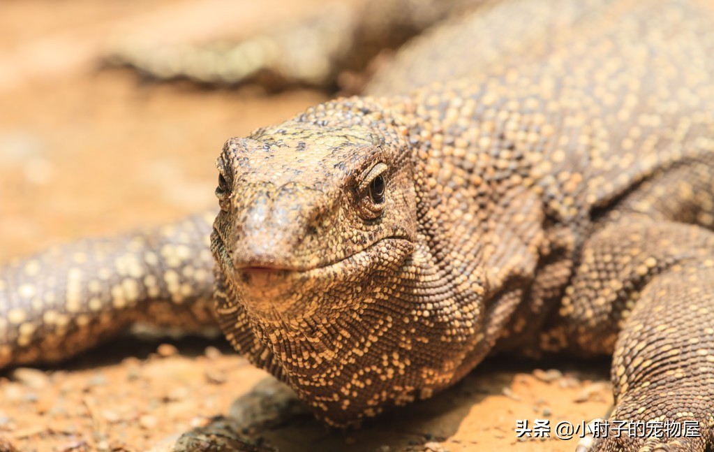 How much do you know about the "Bengal monitor lizard" sexually ...