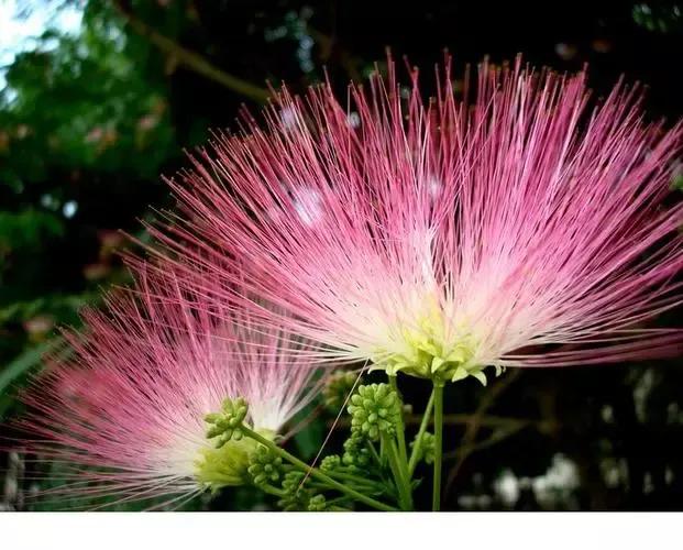 The meaning of acacia flowers - iNEWS