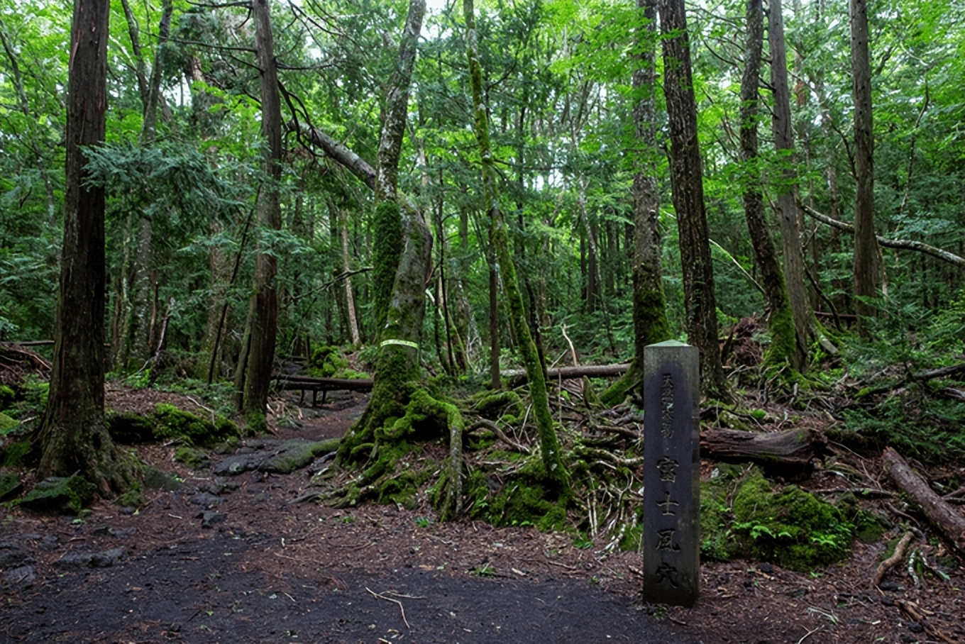 One of the strange forests in the world, known as the "Death Forest ...