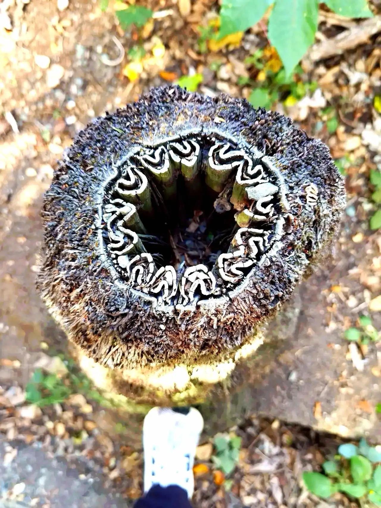 New Zealand's "king of ferns" - silver fern - iNEWS