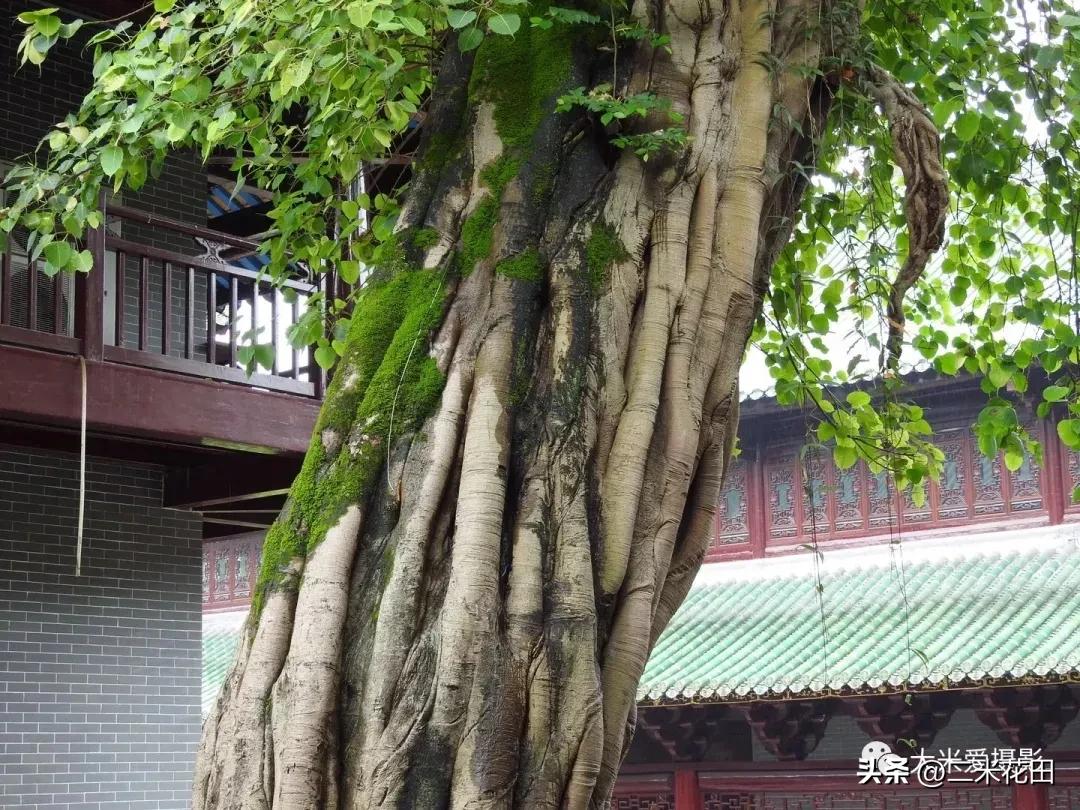 Visit Nanhua Temple - iMedia