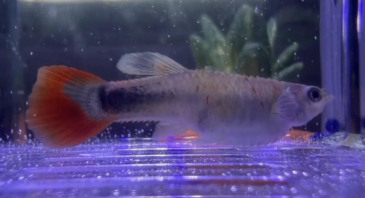 Guppies Series: Treatment of Common Diseases of Guppies (Part 2) - iNEWS