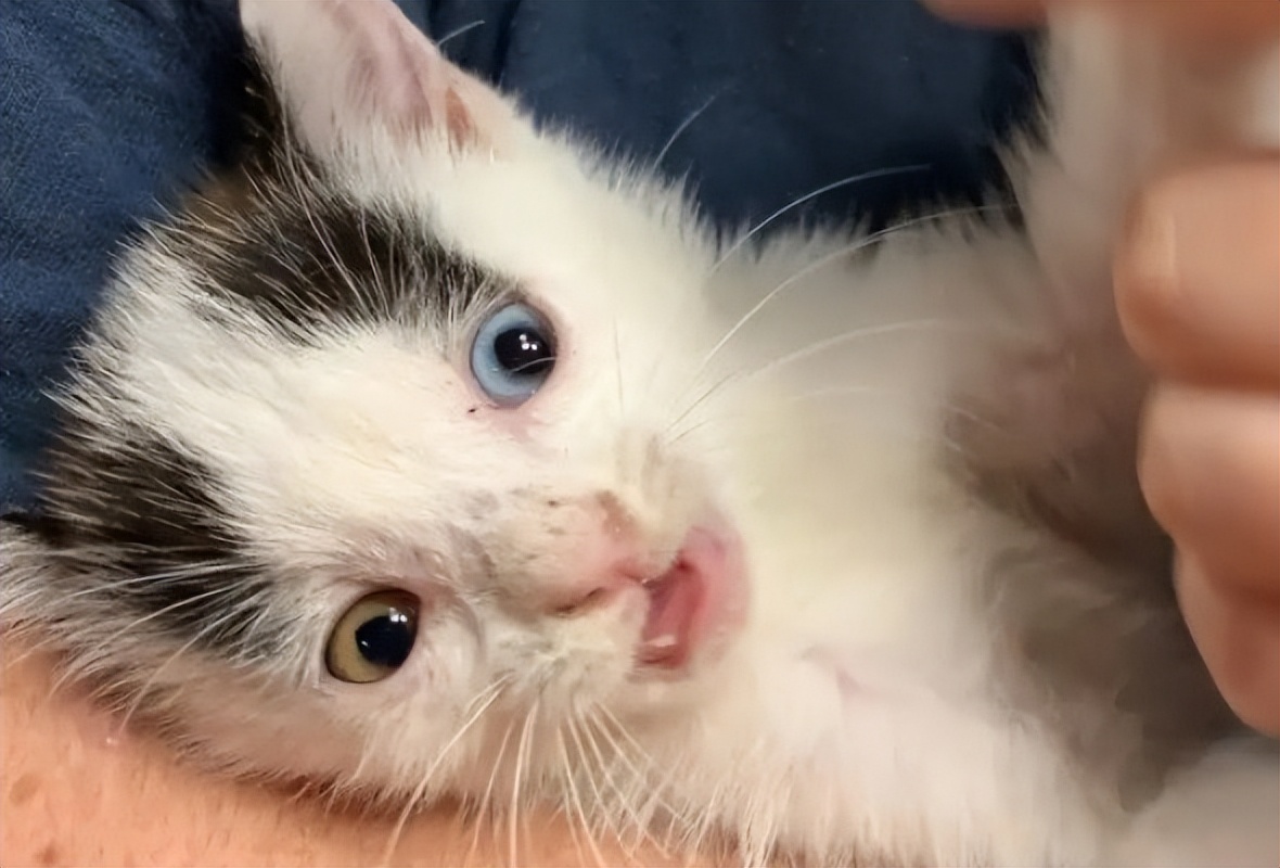 How to measure cat plague test paper?Results are not 100% accurate - iNEWS