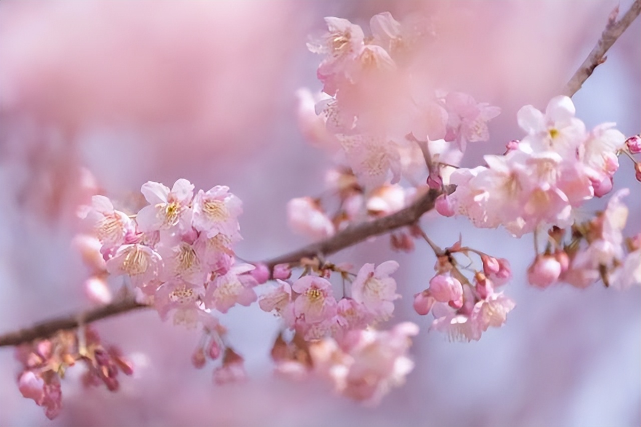 spring awakening - iMedia