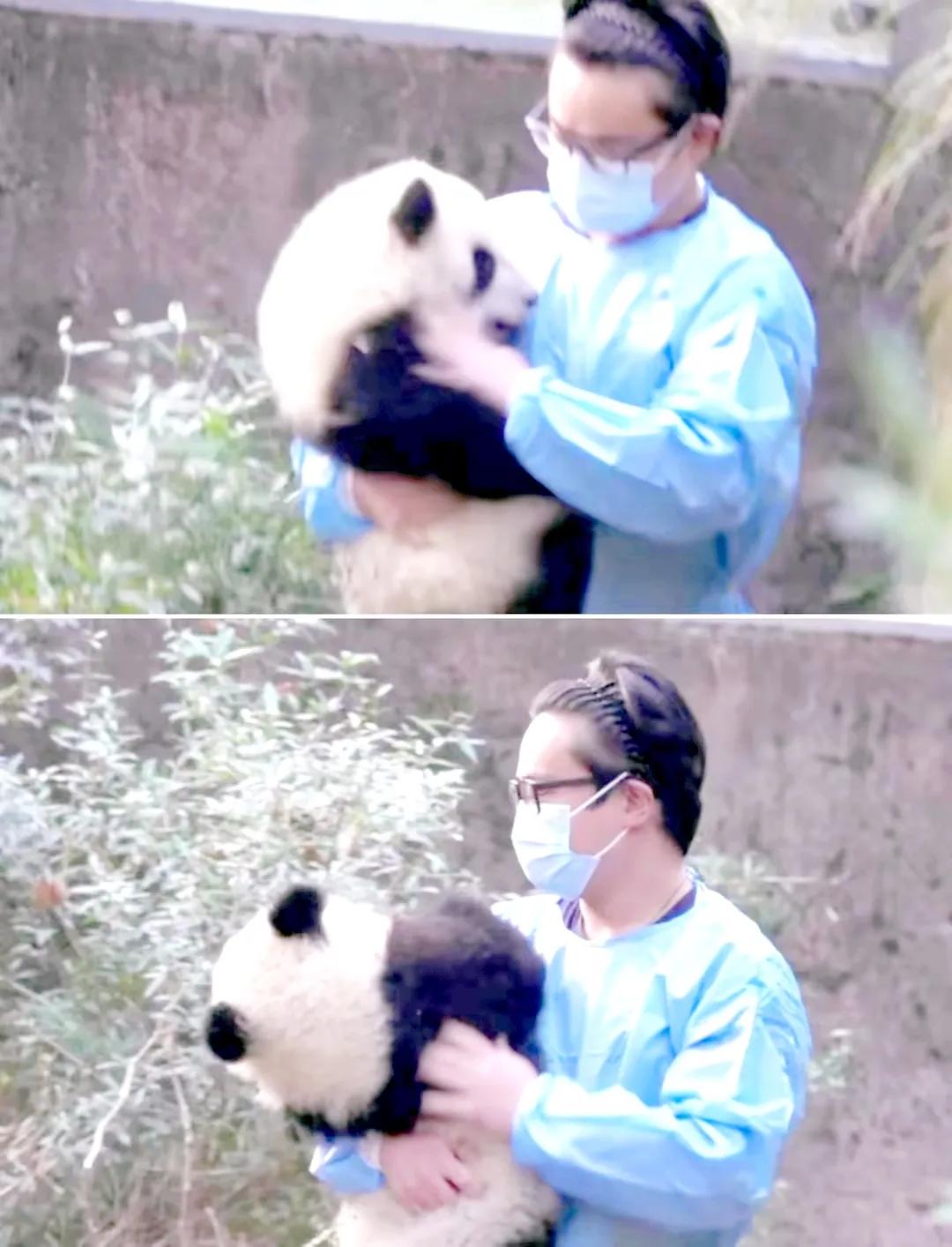 The giant panda Fu Wan was born with a disabled companion and was ...