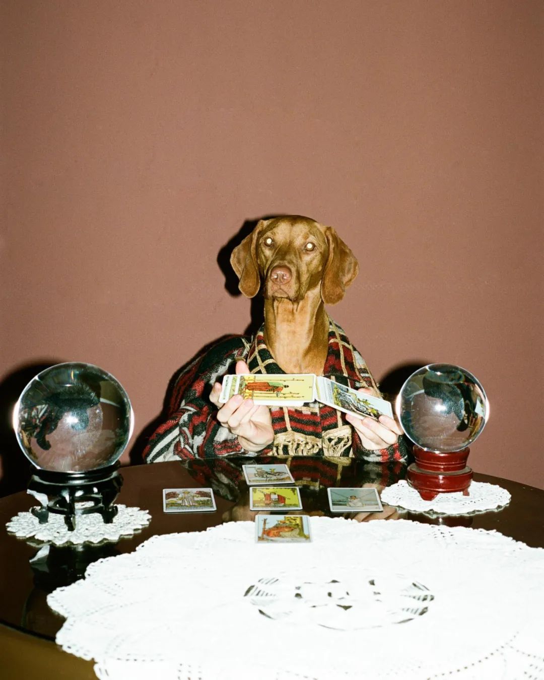 Photographers capture the moments of dramatic animals and discover the ...