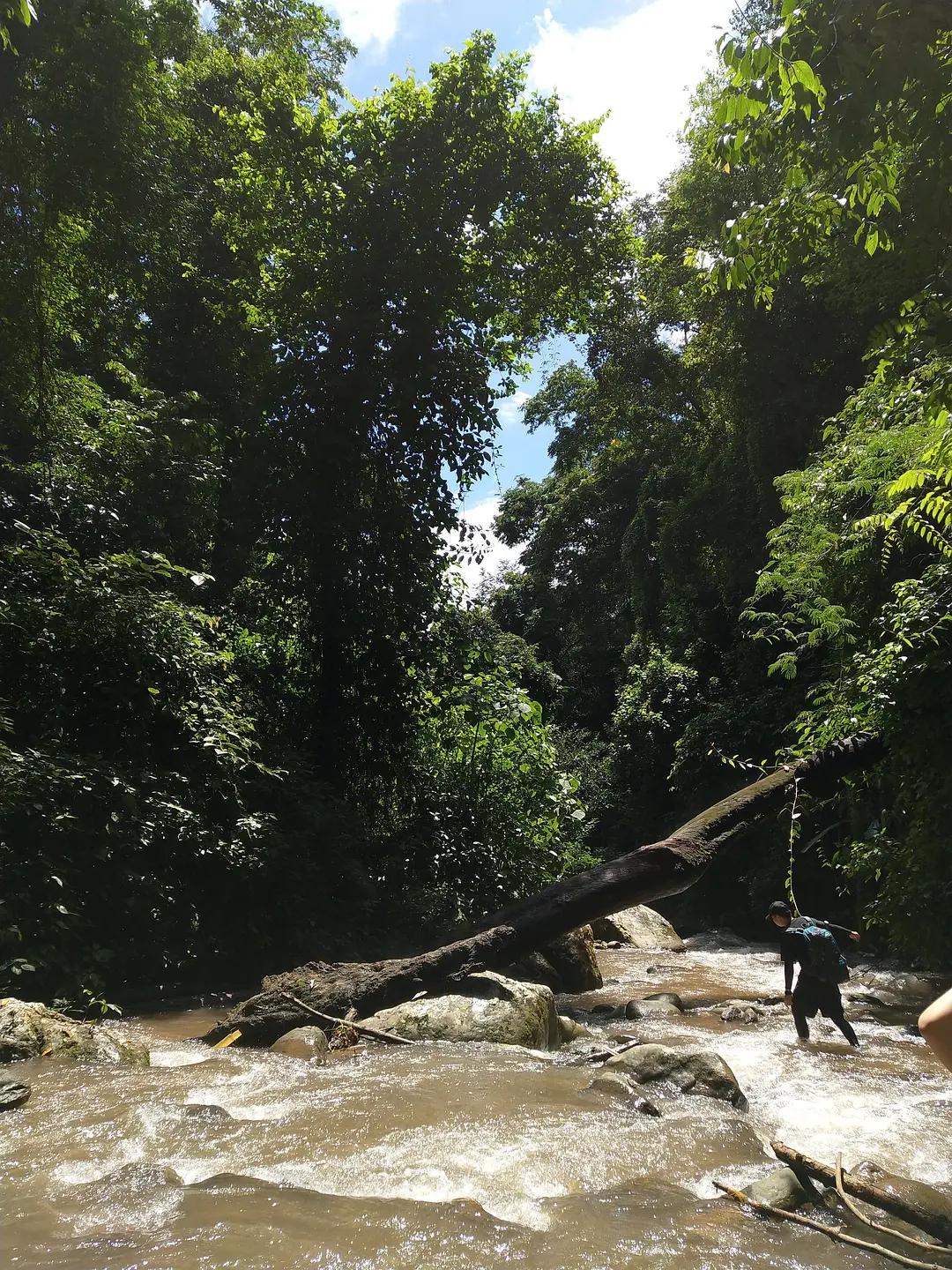 Rainforest hike - iNEWS