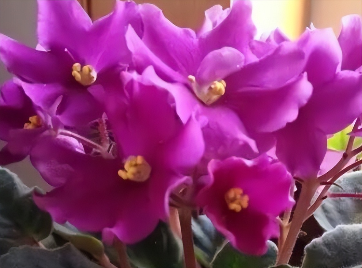 Planting violets is simple, pay attention to these 5 points, you can ...