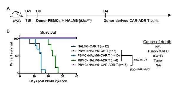 Prof. Zhiming Li: Engineered CAR-T can prevent aGvHD and leukemia relapse after transplantation ...