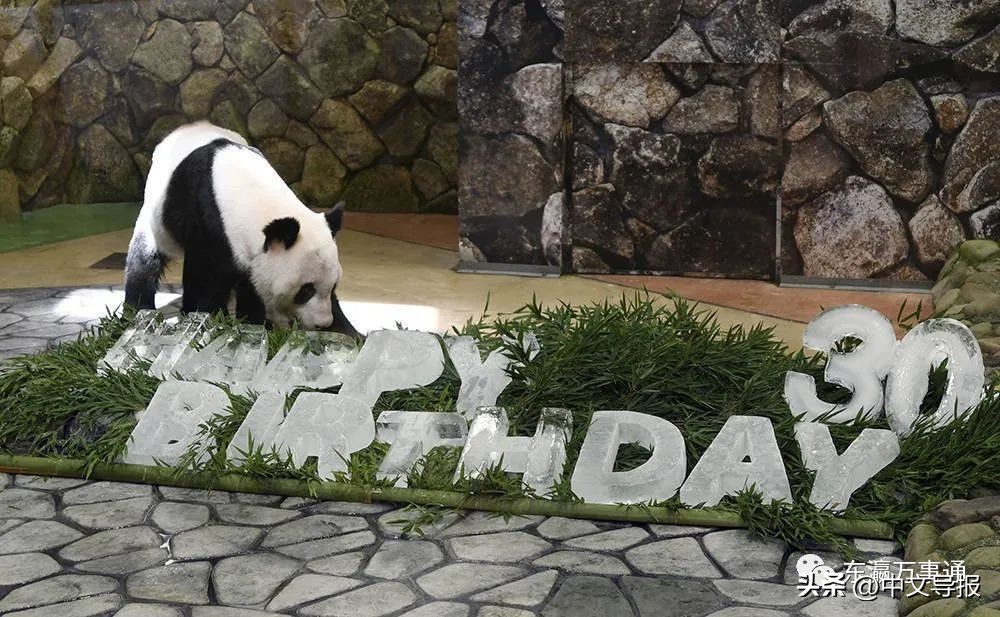 The giant panda "Yong Ming" in Japan was appointed as the "Special ...