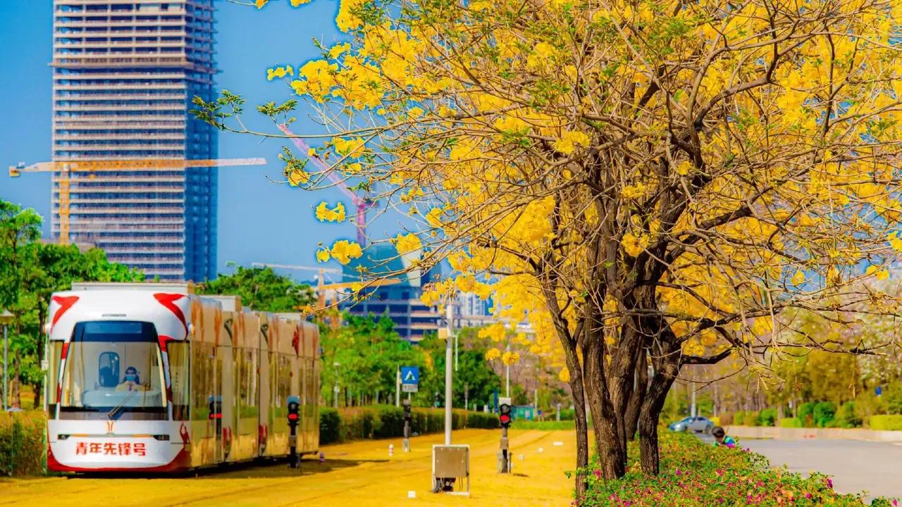 Guangzhou in March is full of flowers and beautiful!Amazing spring, but ...