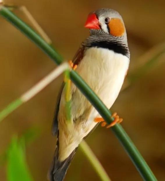 The pearl bird that I raised at home - iNEWS