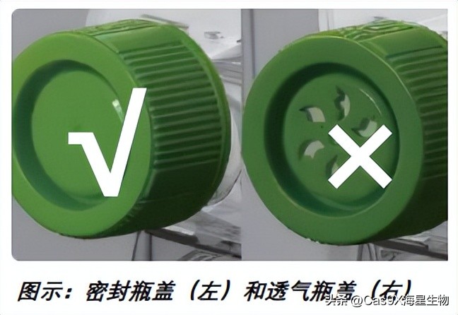 Culture and application of SW480 human colon adenocarcinoma cells - iMedia