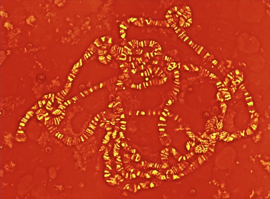 Virgin birth? Scientists discover genetic switch for parthenogenesis ...