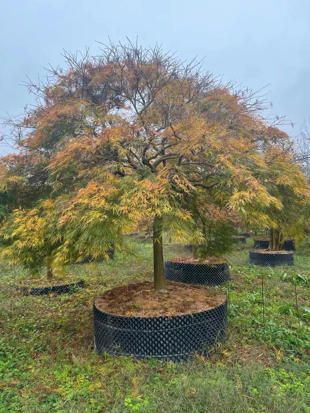 Friends who have a garden want to plant a feather maple - iNEWS