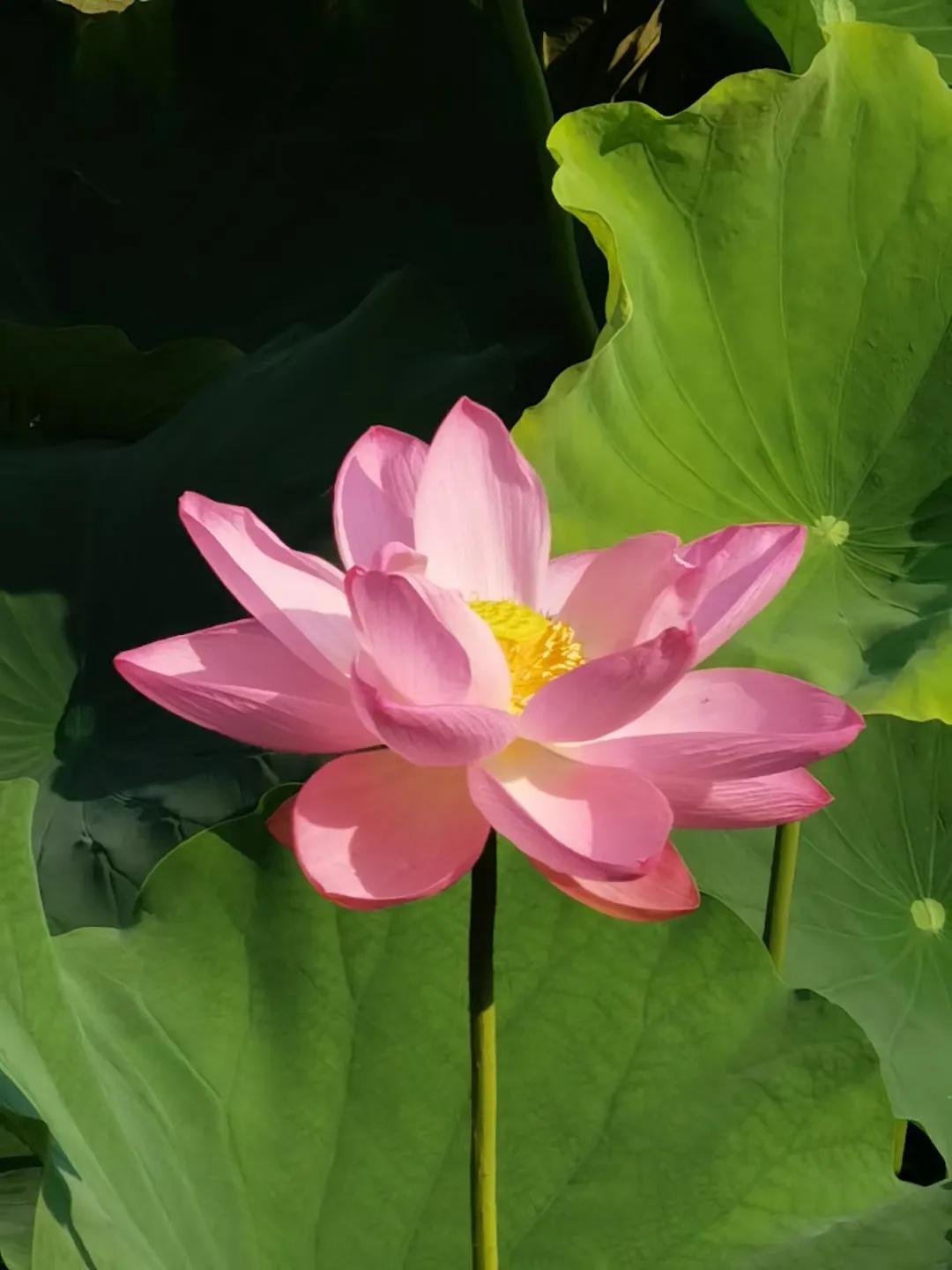 How to Distinguish the Four Great Masterpieces - iMedia