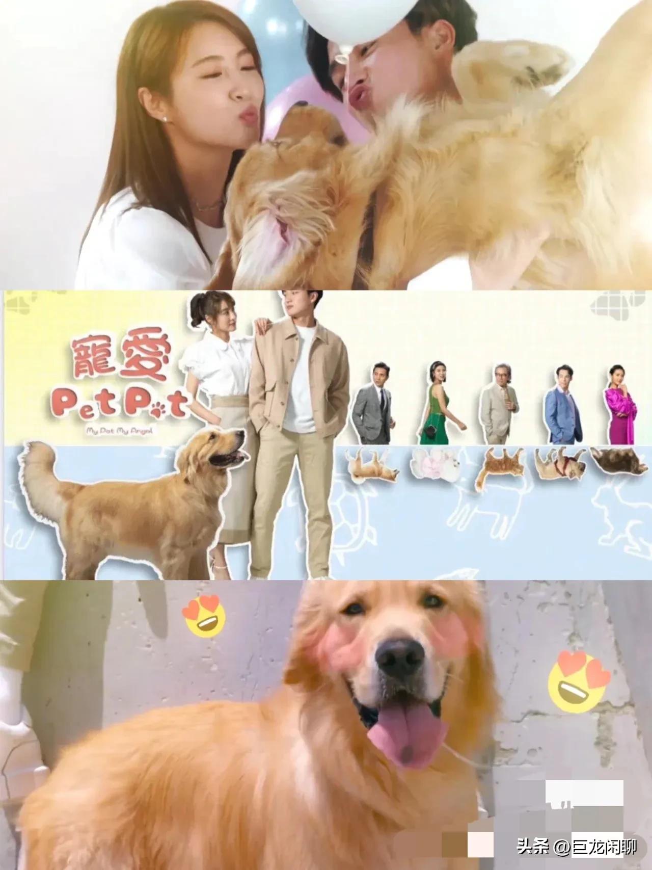 Spoilers for episodes 1-5 of TVB's new drama "Love PetPet", Lin Xiawei and Zhou Jialuo enter the ...