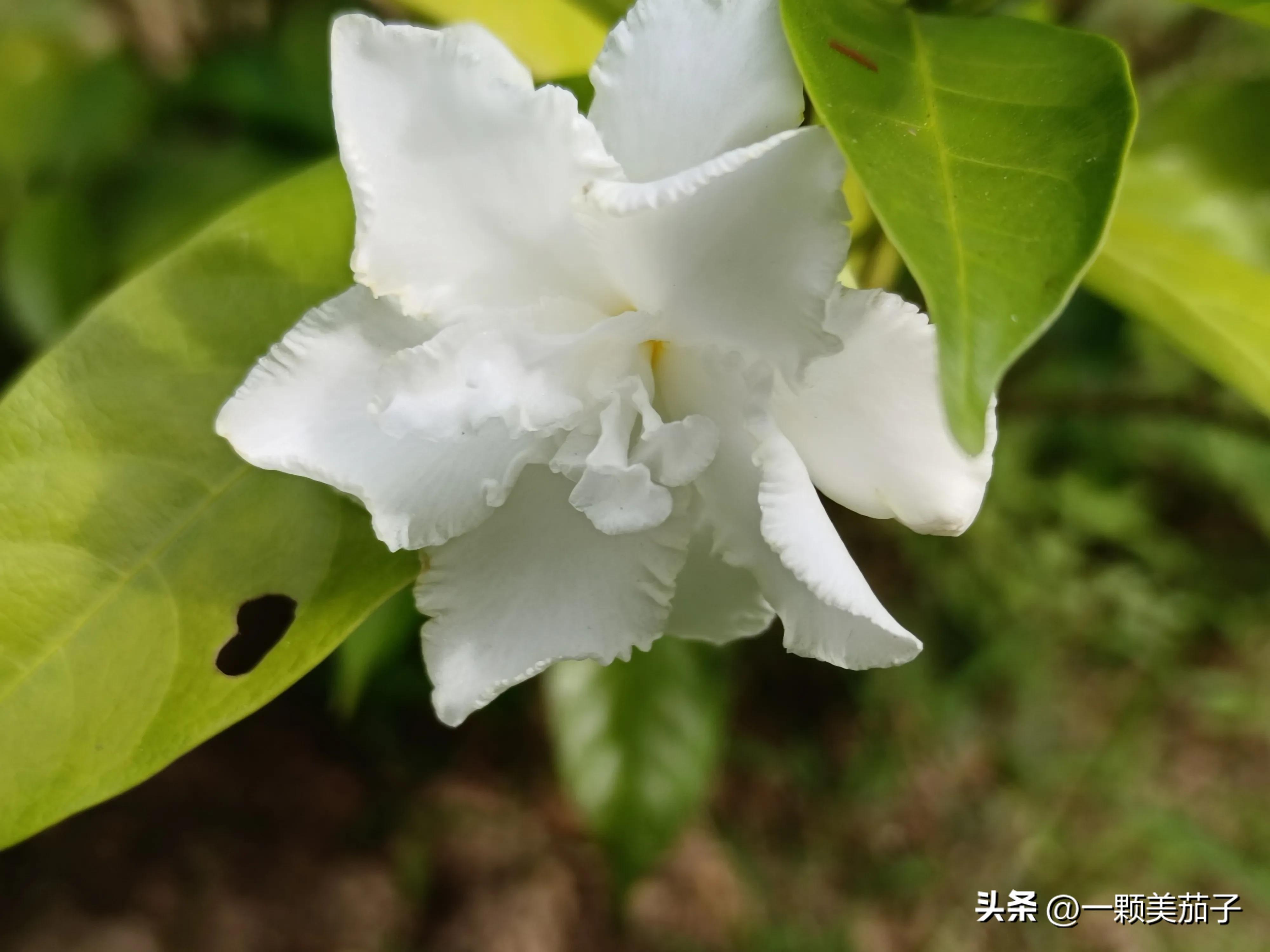 There is really a flower called "tofu flower", also called "dog tooth ...