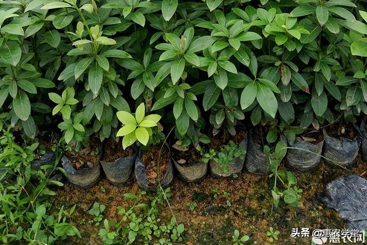 How much is a mahogany sapling this year?What kind of mahogany saplings ...