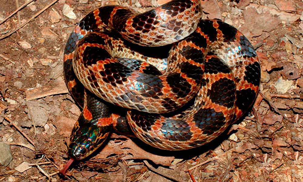 Fifteen species of snakes, how many do you know?What are their ...