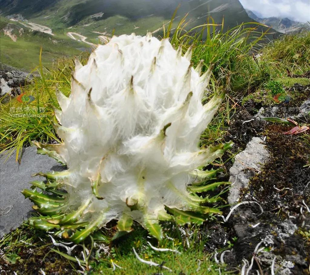 Jellyfish Snow Rabbit is neither a jellyfish nor a rabbit? - iNEWS