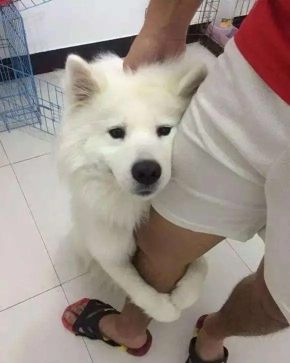 There are actually 7 meanings when a dog hugs your thigh, maybe you don ...