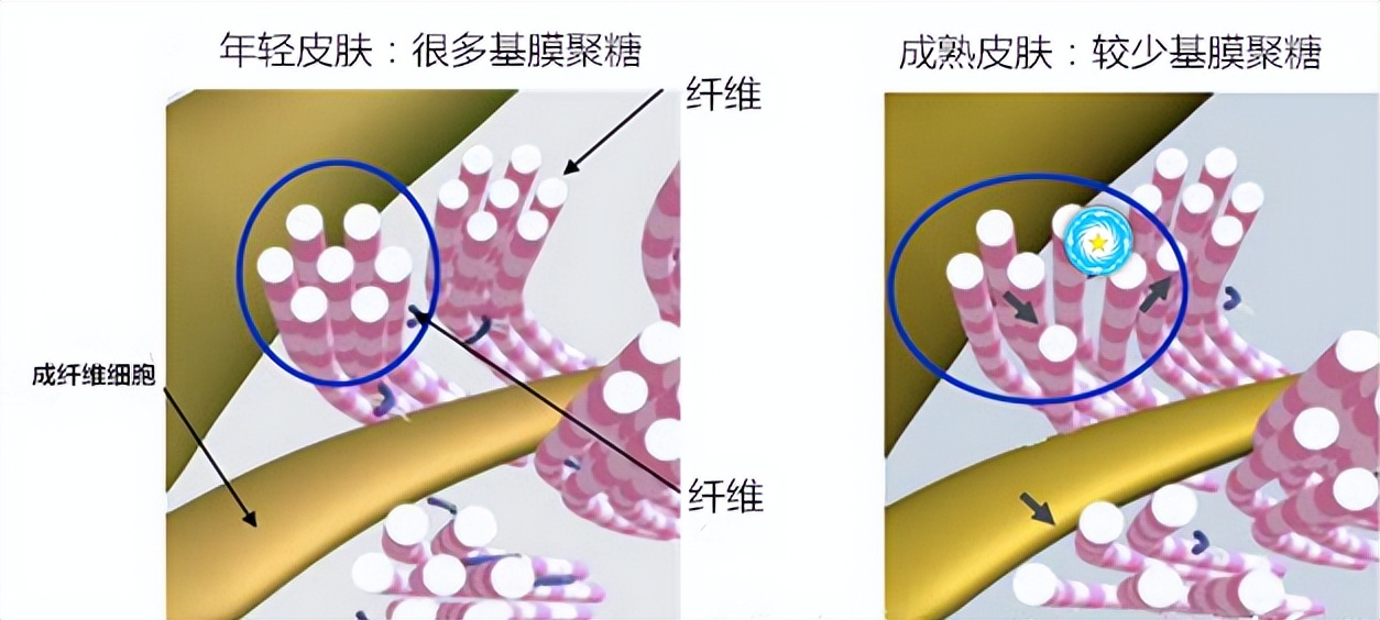Tripeptide-2 inhibits progeria protein synthesis - iNEWS