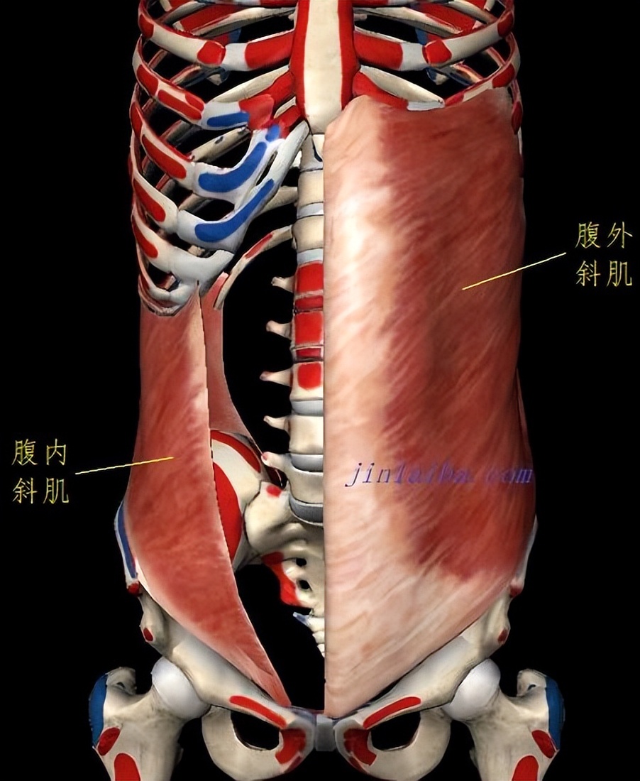 Detailed explanation of the function of the external and internal ...