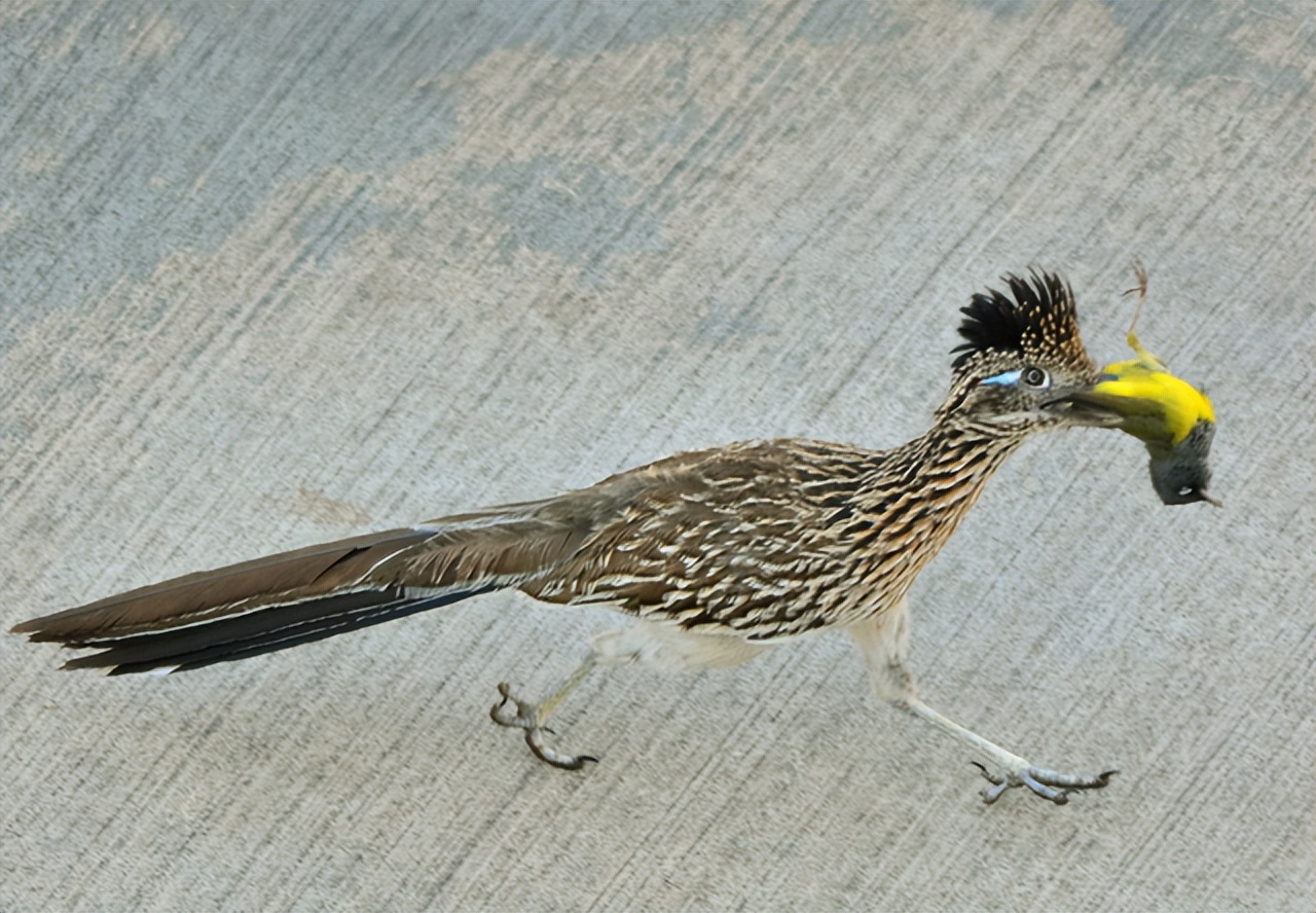 The Roadrunner, which can run 500 meters in one minute, can hunt and ...