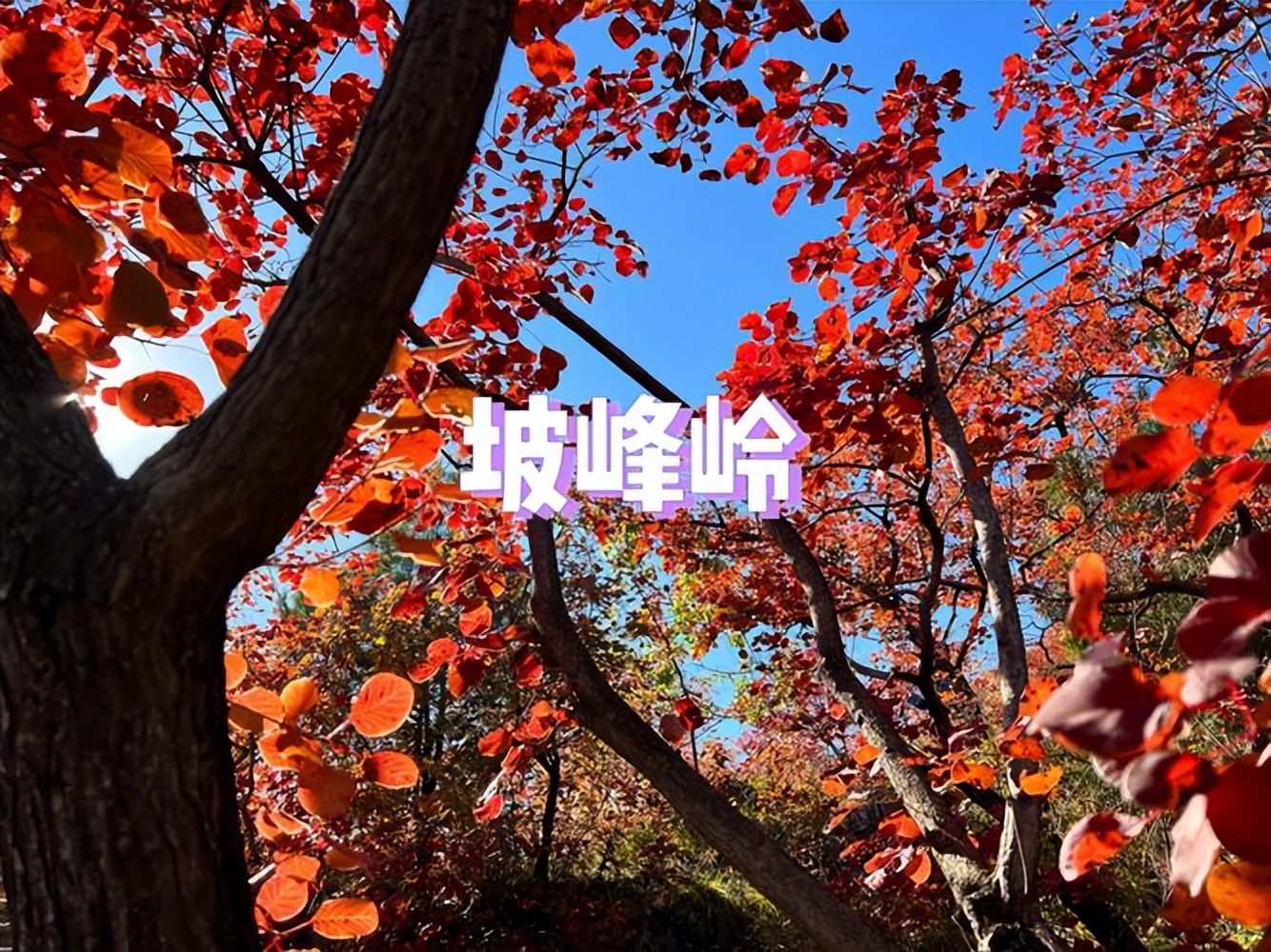 Autumn red leaves, Beijing Fangshanpo Fengling has entered the best ...