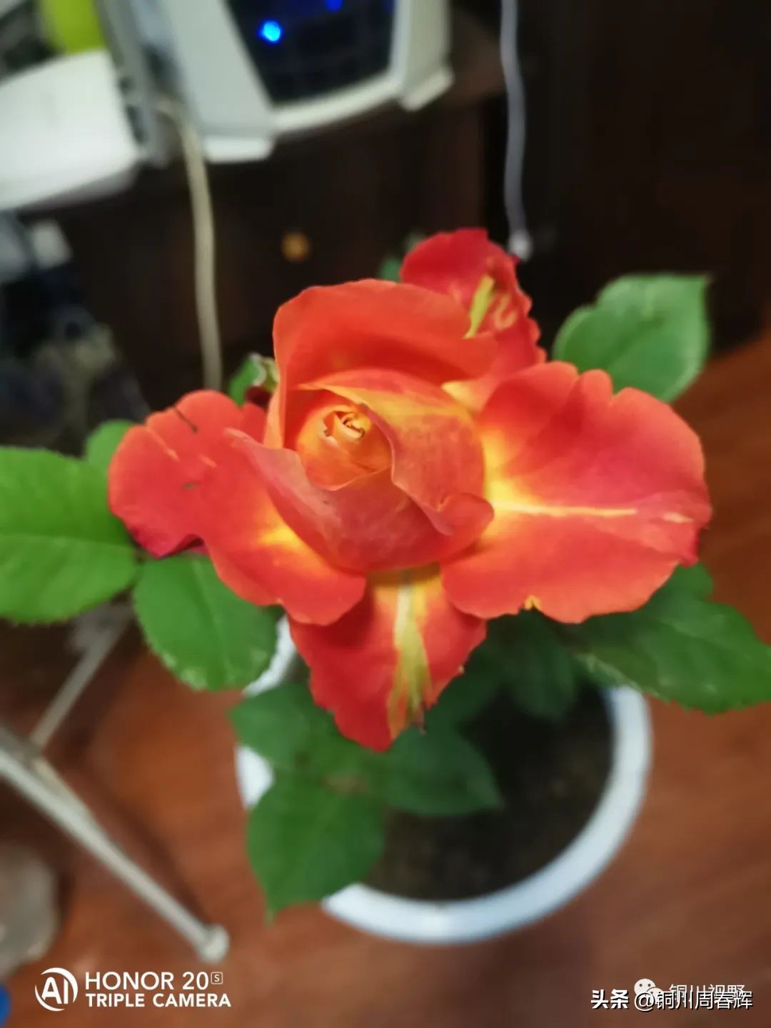 The rose flowers I raised finally bloomed - iNEWS