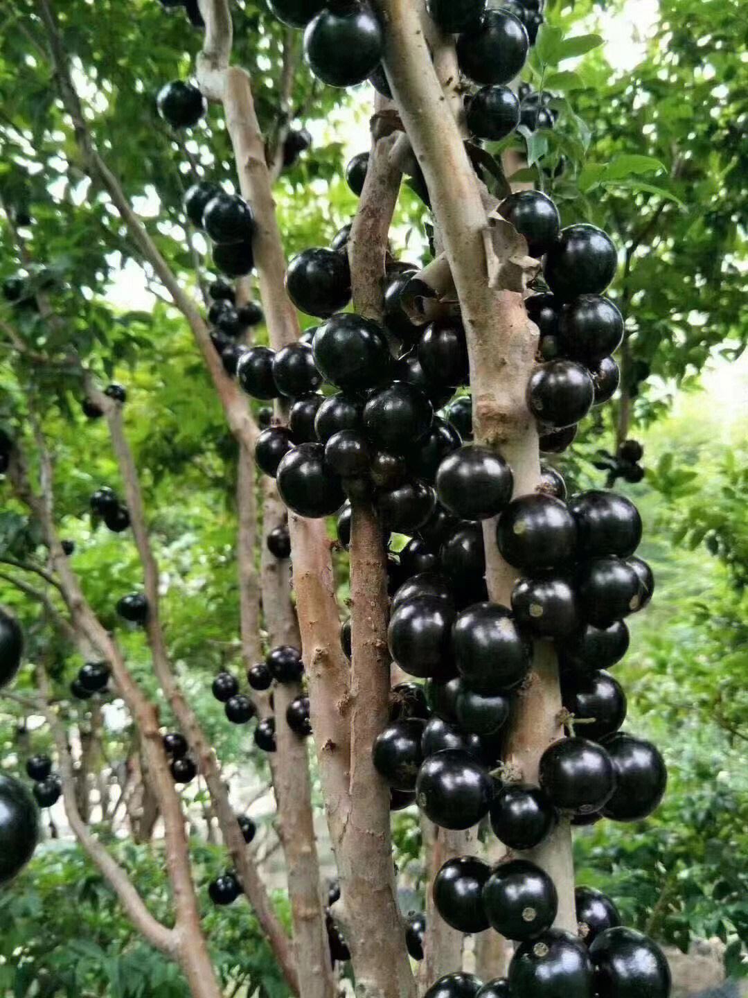 The 15 kinds of fruits with the most strange appearance, do not rely on ...