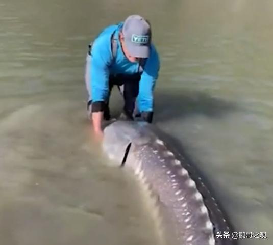 Canadian man grabs 3-meter giant monster with bare hands, weighing 544 ...