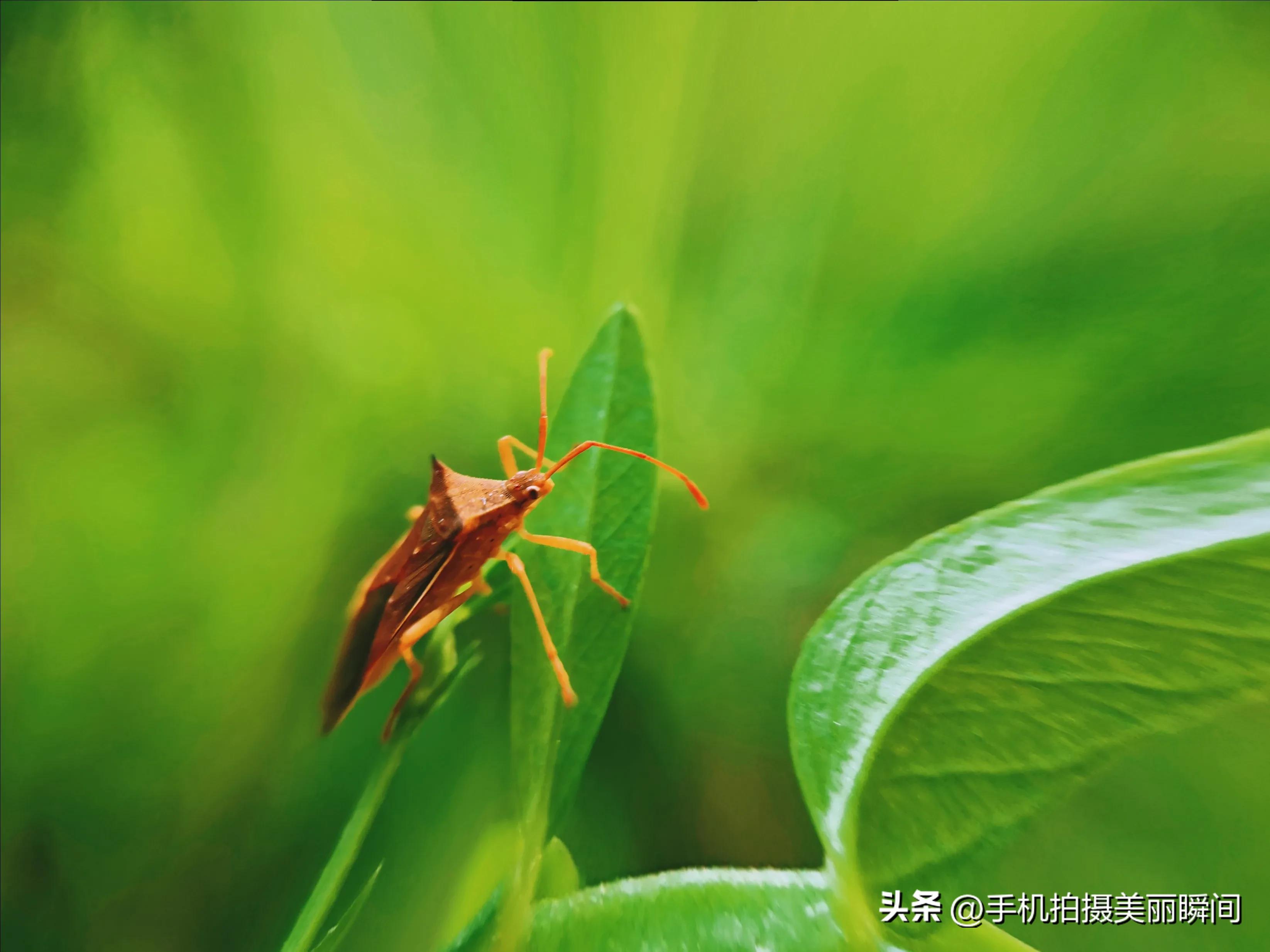 How to focus on photographing insects with a mobile phone - iNEWS