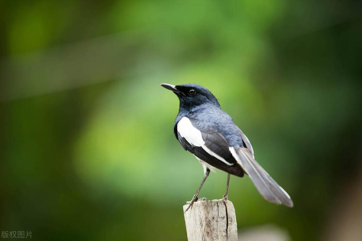Magpies: The Evolutionary History of Mysterious Legends, revealing the ...