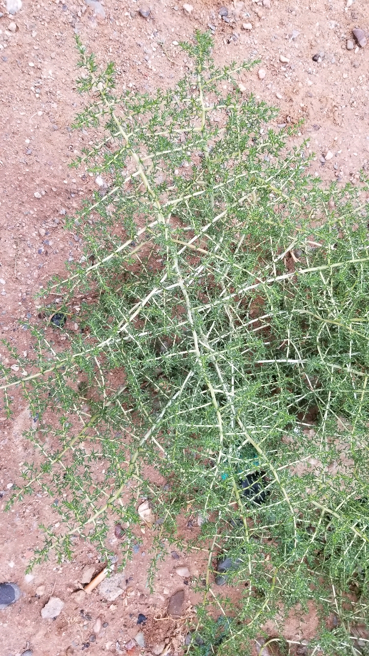 What does the original plant of "Peng Hui" look like? - iNEWS