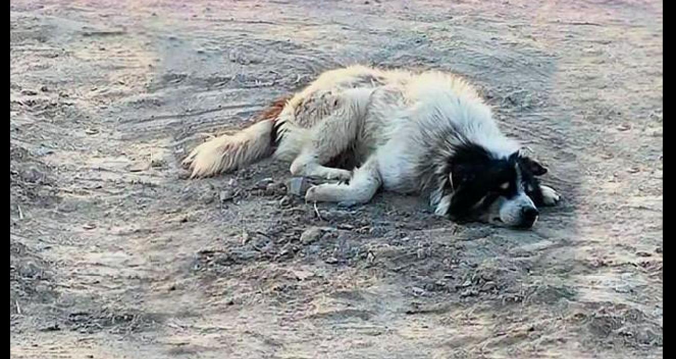 The loyal dog waits for its owner on the construction site for many ...