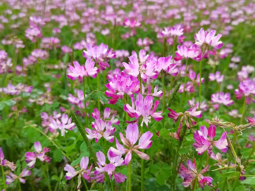 Astragalus flowers bloom, the screen is full of bright colors - iNEWS