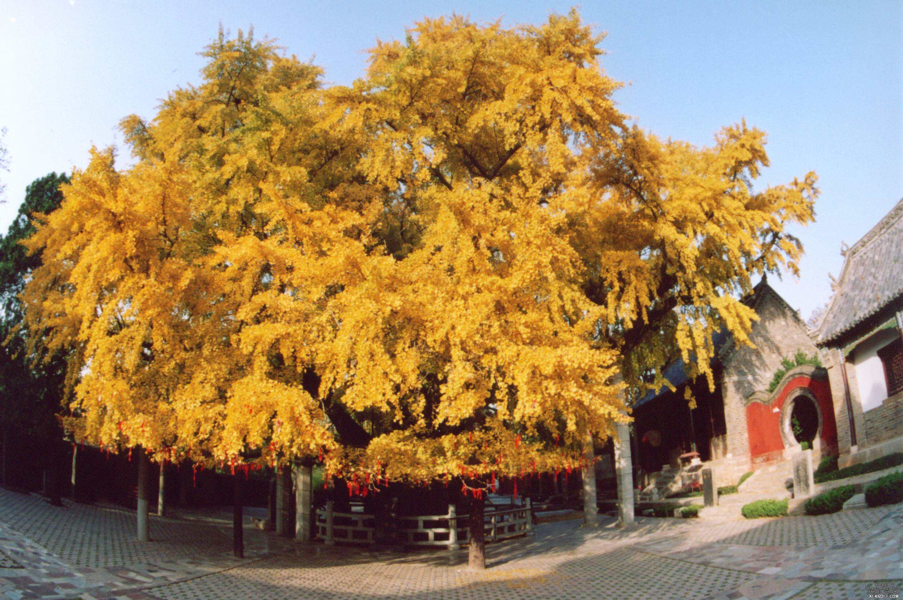 The Origin of Clan - "The Eighth Year of Yin Gong" - iNEWS