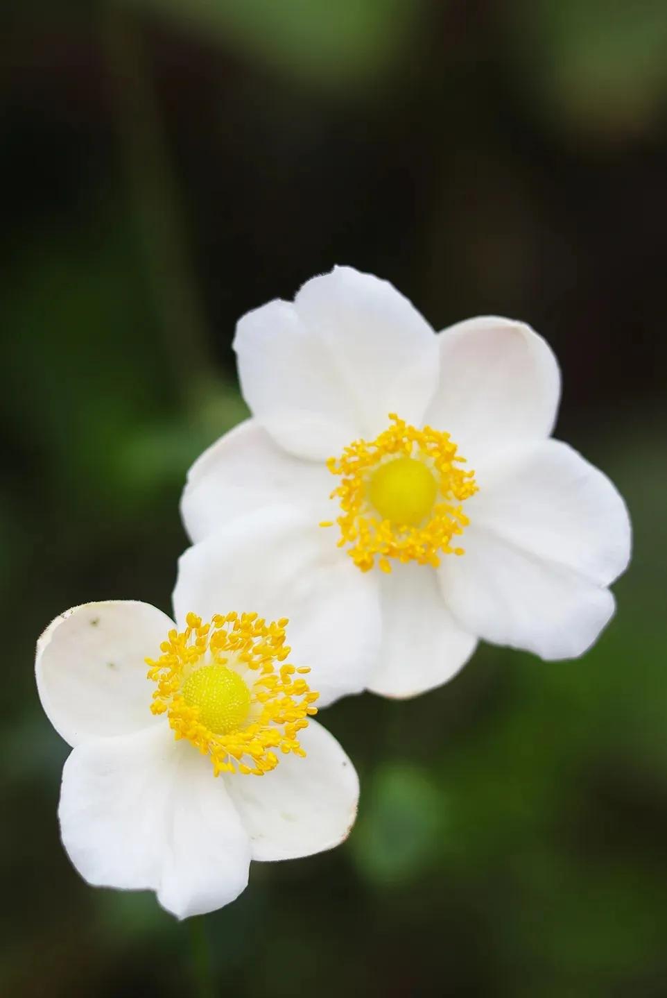 Let every flower bloom bravely! - iMedia