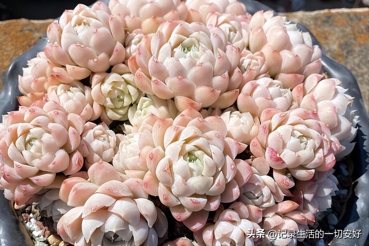 The succulent species that are particularly easy to "grow in groups ...