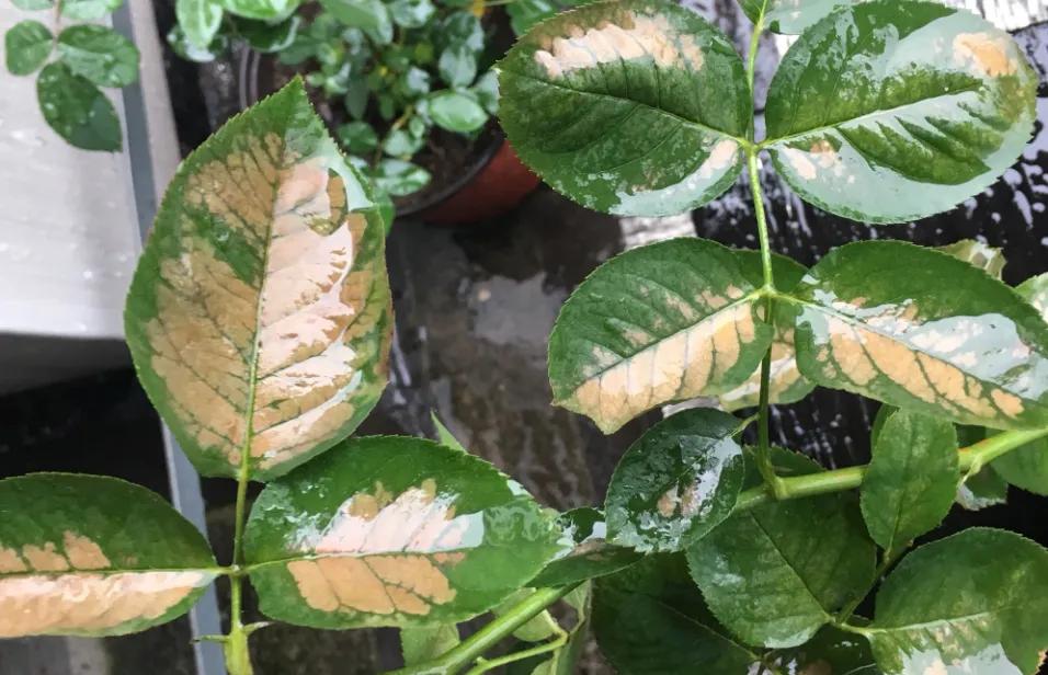 How to identify the various symptoms of rose? - iNEWS