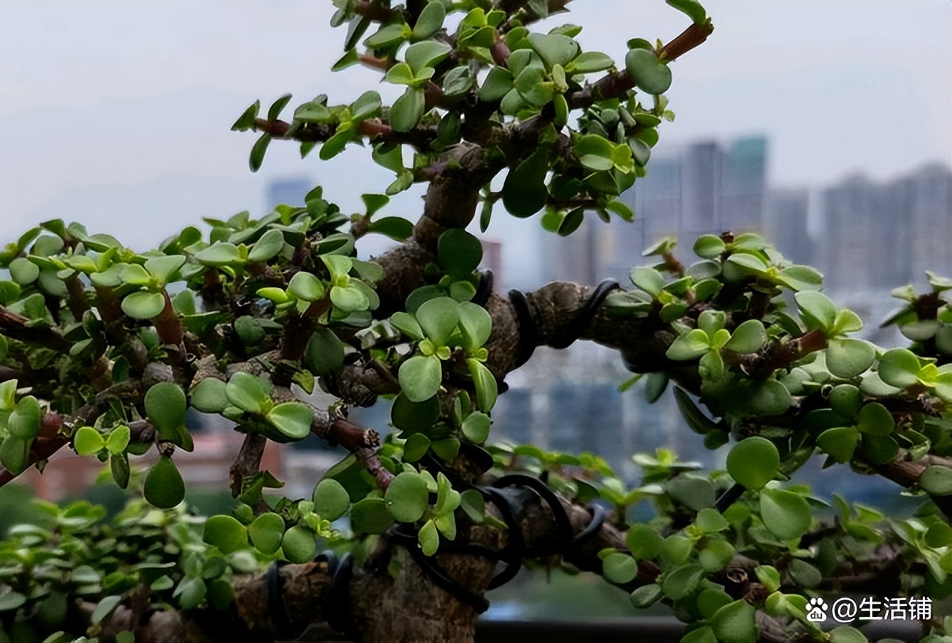 How to raise golden branches and jade leaves to bloom?3 tips for easy ...