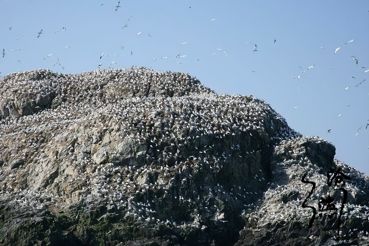 Weirdest war ever!The Three Kingdoms fight was actually because of bird ...