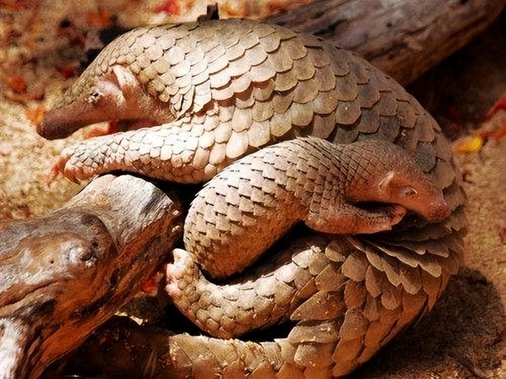 The only mammal with armor, the pangolin, which eats 7 million termites ...
